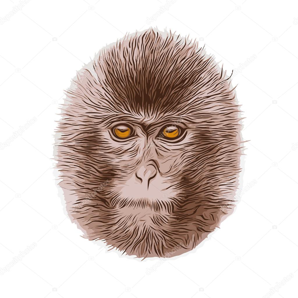 Japanese Macaque Drawing