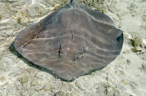 Southern Atlantic Stingray — Stock Photo © EllenC #11538970
