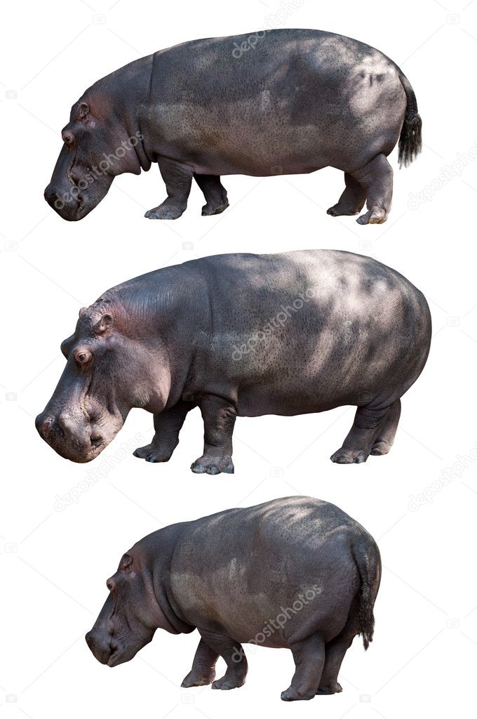 3 hippo isolated on white background Stock Photo by ©guy9999 13210096