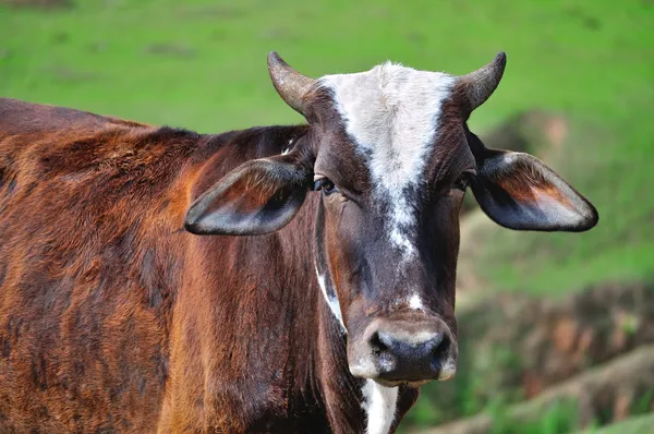 Pretty cow Stock Photos, Royalty Free Pretty cow Images | Depositphotos