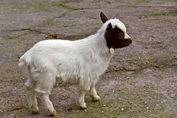 Domestic animal Stock Photos, Royalty Free Domestic animal Images ...