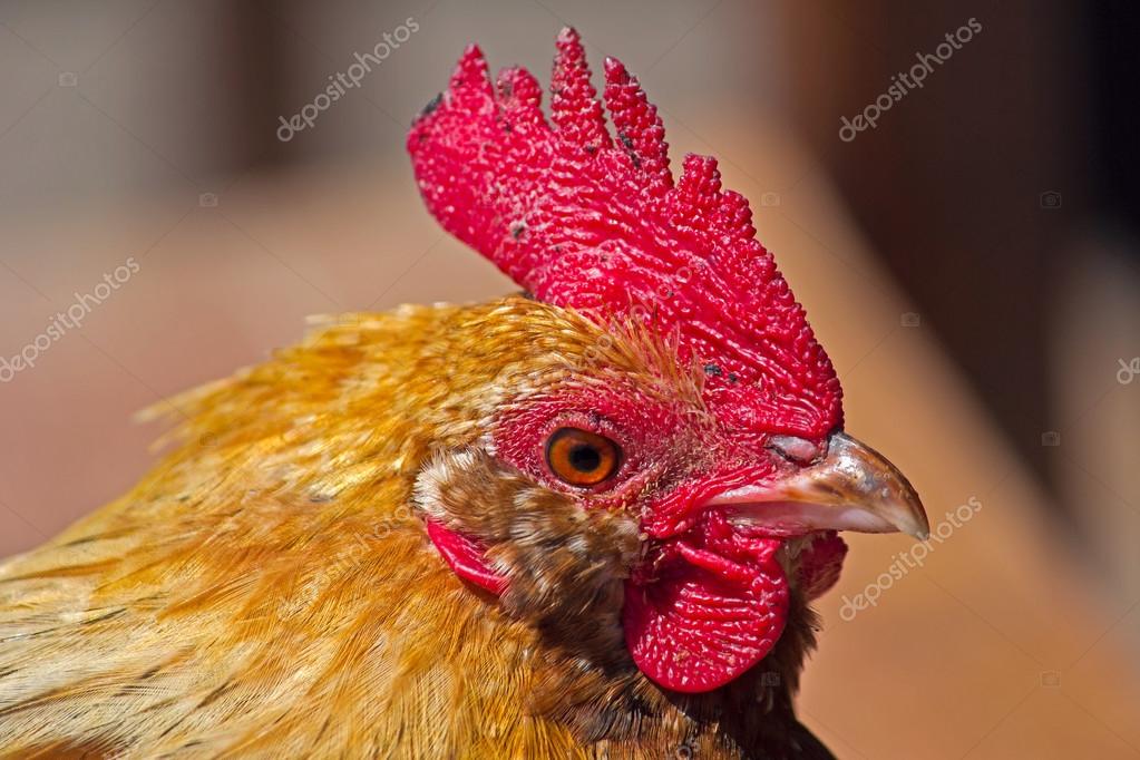 Rooster — Stock Photo © Belyaev71 #24680137