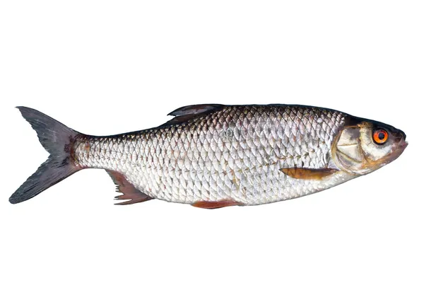 Bluefin tuna Thunnus thynnus saltwater fish — Stock Photo © lunamarina ...