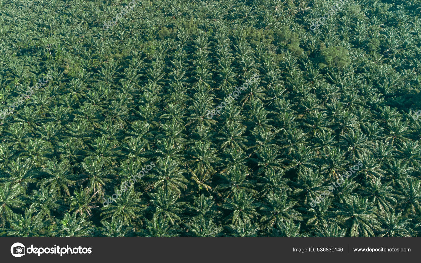 Green Nature Farm High Angle View Oil Palm Plantation Planted Stock ...