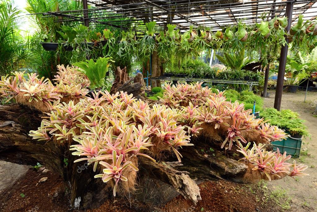 Group of Bromeliad in the garden — Stock Photo © num_skyman #31640203