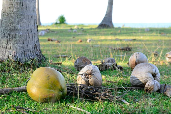 Calabash farming Stock Photos, Royalty Free Calabash farming Images ...