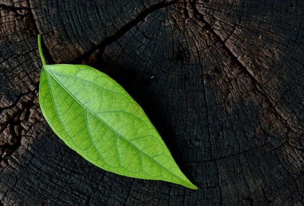 Raizes Stock Photos, Royalty Free Raizes Images | Depositphotos