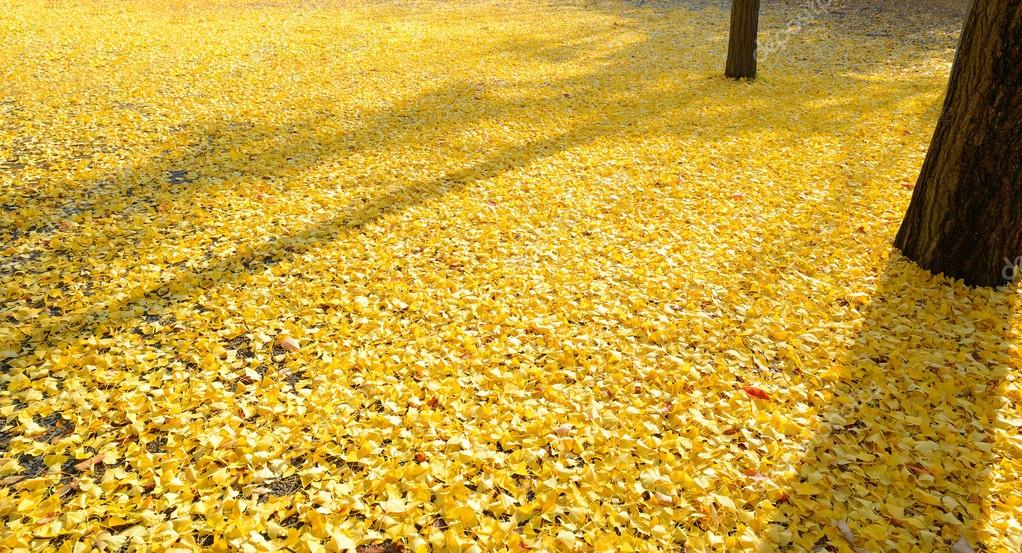 Leaves of the ginkgo tree in fall on the ground Stock Photo by ©num ...