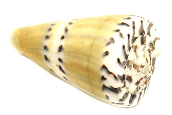 Horn shell Stock Photos, Royalty Free Horn shell Images | Depositphotos