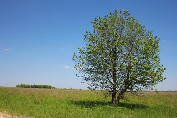 Giant shade tree Stock Photos, Royalty Free Giant shade tree Images ...