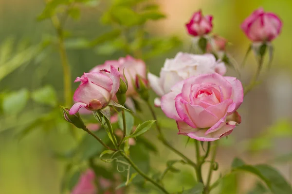 Beautiful branch of roses flowers — Stock Photo © Kostia777 #48139949