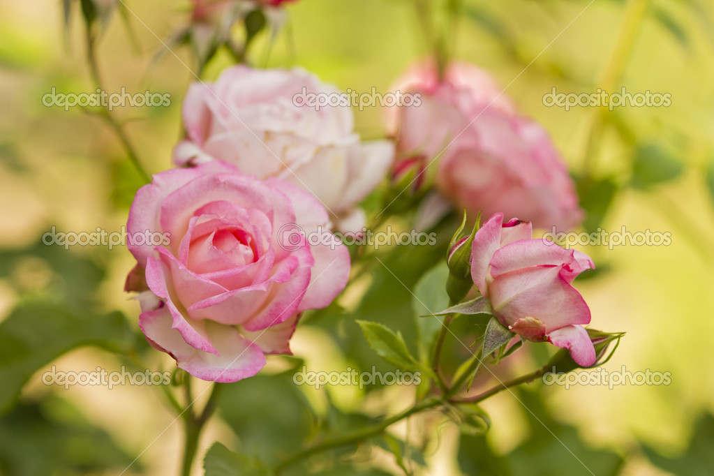 Pink rose flowers branch Stock Photo by ©Kostia777 48876549