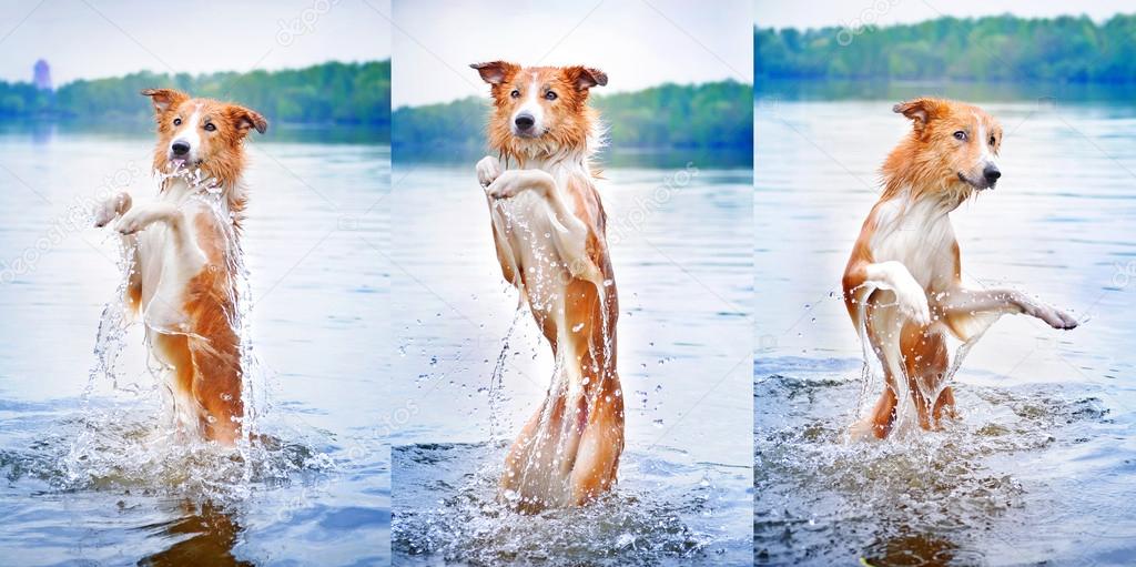 Funny dog border collie dance Stock Photo by ©Ksuksann 13171725