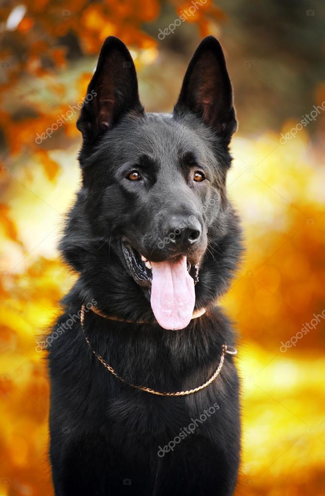Black shepherd dog on the background of autumn Stock Photo by ©Ksuksann ...