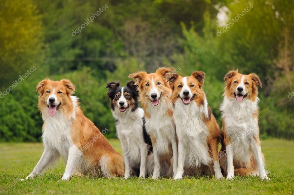 Group Of Happy Dogs