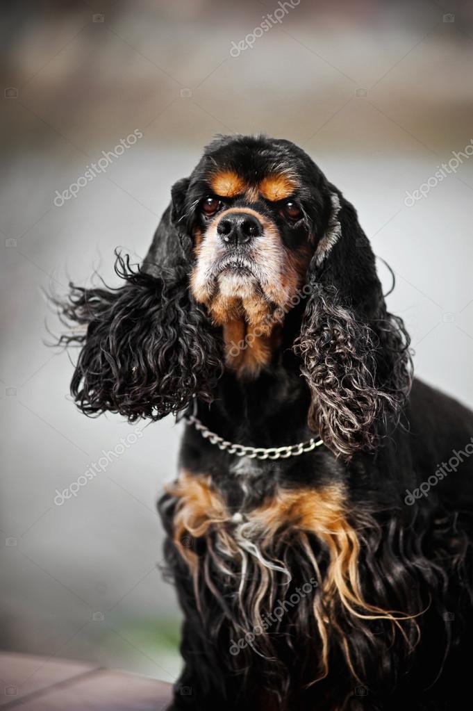 American cocker spaniel portrait — Stock Photo © Ksuksann #19758123