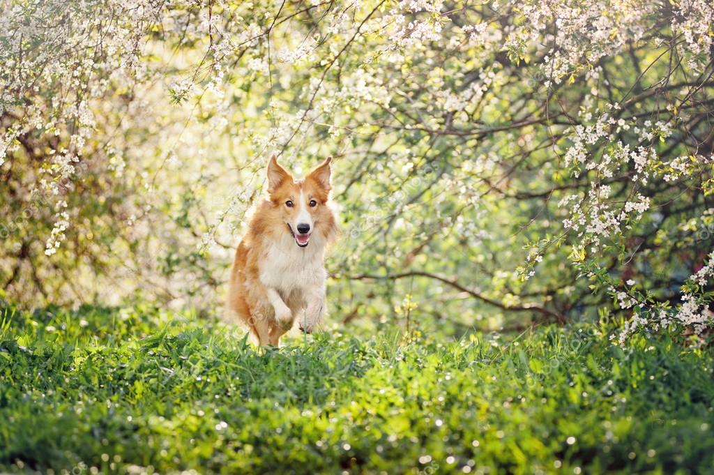 Border collie dog running in spring Stock Photo by ©Ksuksann 22345013
