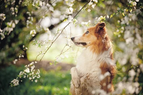 Border collie dog portrait in spring Stock Photo by ©Ksuksann 22361471
