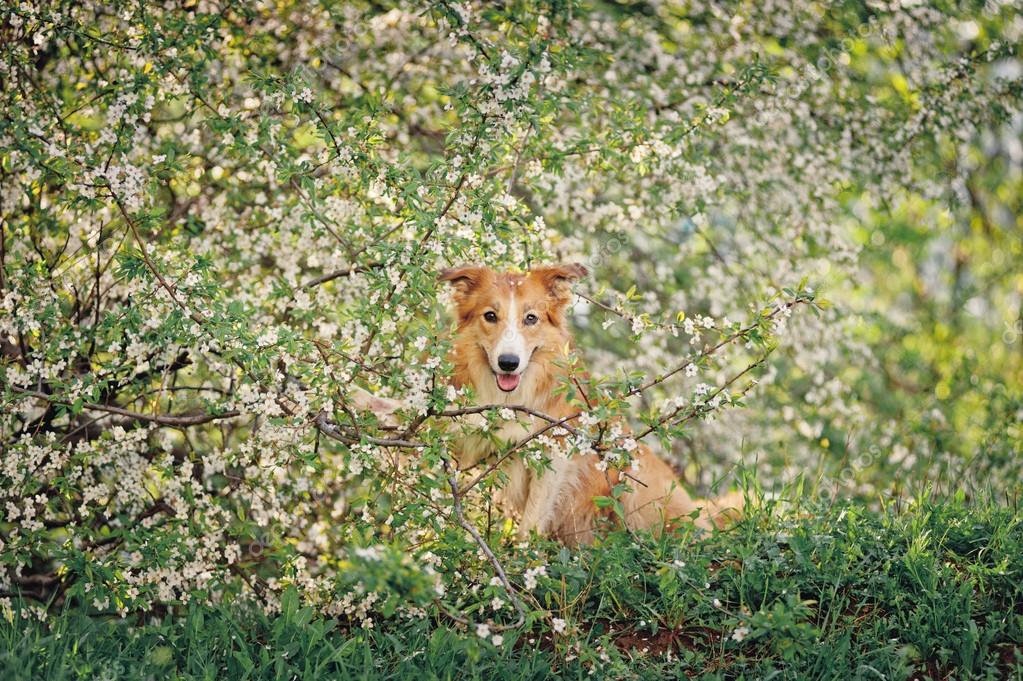 Border collie dog portrait in spring Stock Photo by ©Ksuksann 22356637