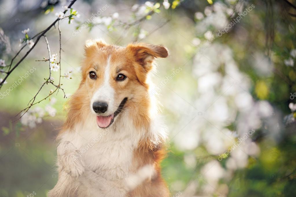Border collie dog portrait in spring — Stock Photo © Ksuksann #22361453