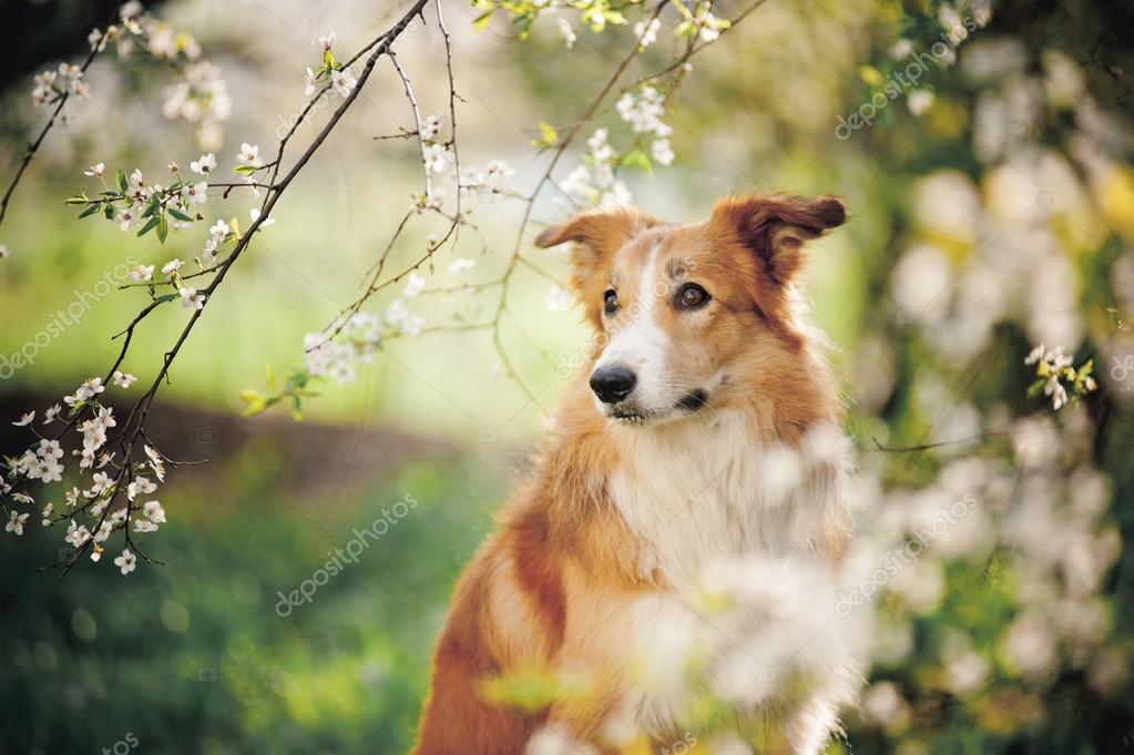Border collie dog portrait in spring Stock Photo by ©Ksuksann 22361471