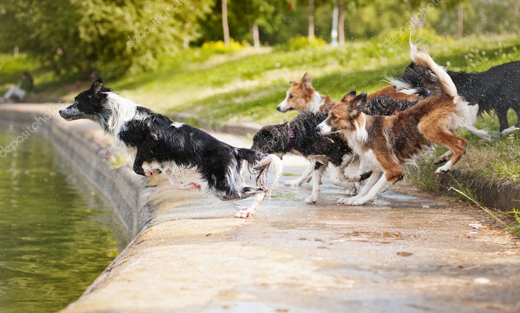 Dogs team jumping in the water — Stock Photo © Ksuksann #22652859