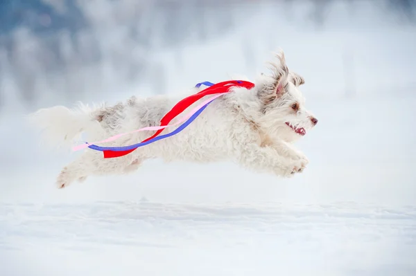 Funny curly dog running fast — Stock Photo #23373282 - Stock Image ...