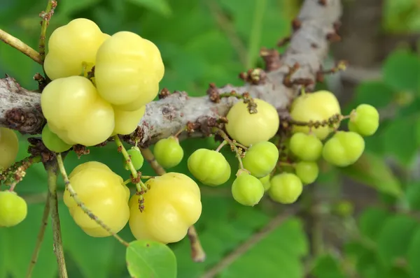 ᐈ Orboroi tree stock photos, Royalty Free otaheite gooseberry images ...