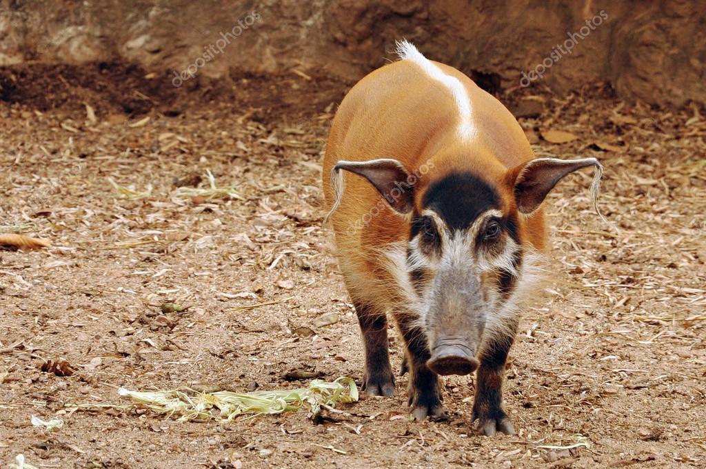 Red river hog — Stock Photo © mazikab #43761779