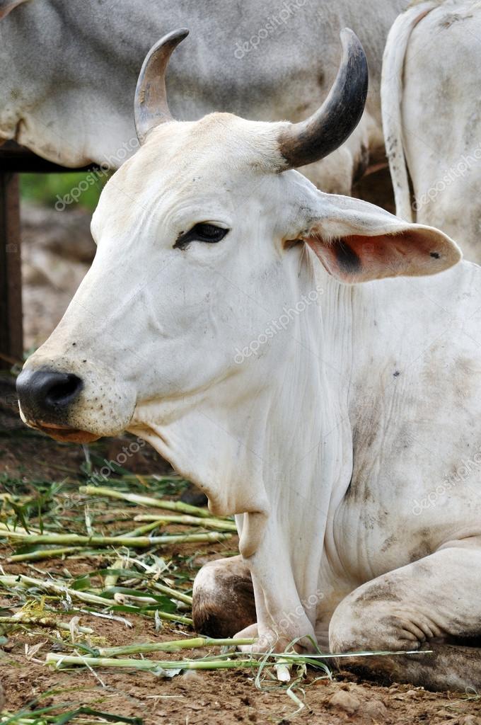 Brahman Stock Photo by ©mazikab 43775695
