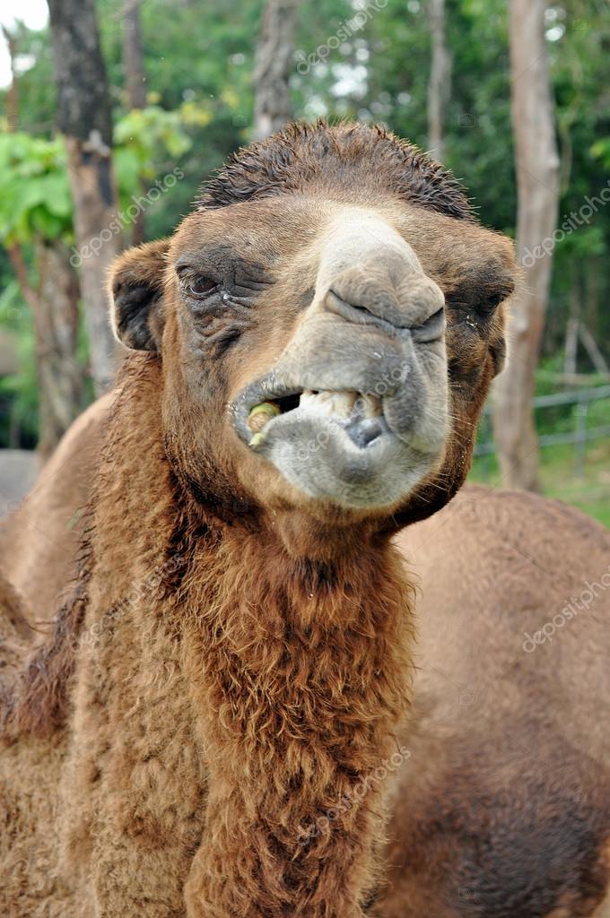 Bactrian camel — Stock Photo © mazikab #43794299