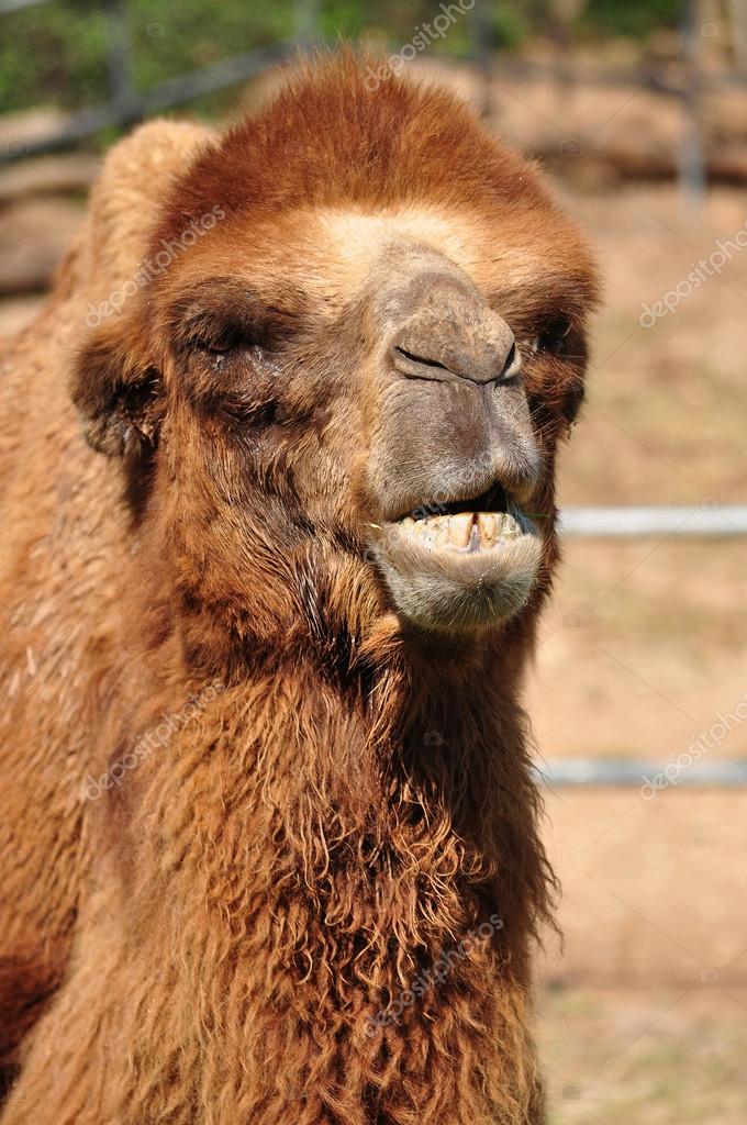 Camello bactriano: fotografía de stock © mazikab #43843395 | Depositphotos