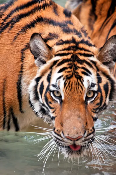 Tiger at night Pictures, Tiger at night Stock Photos & Images ...