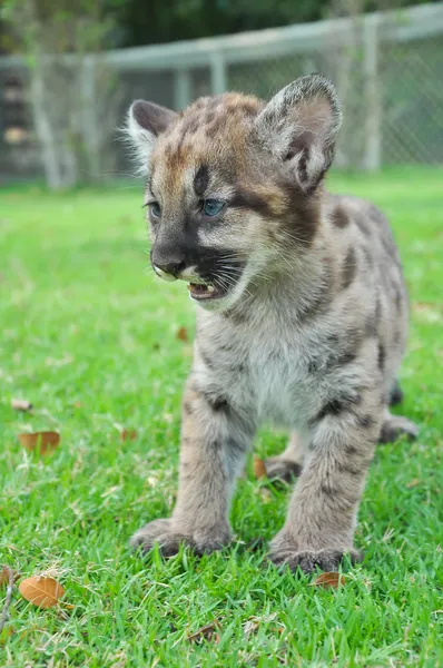 ᐈ Puma animal stock pictures, Royalty Free puma animal photos ...