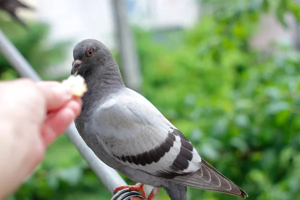 Pigeon manger images libres de droit, photos de Pigeon manger ...
