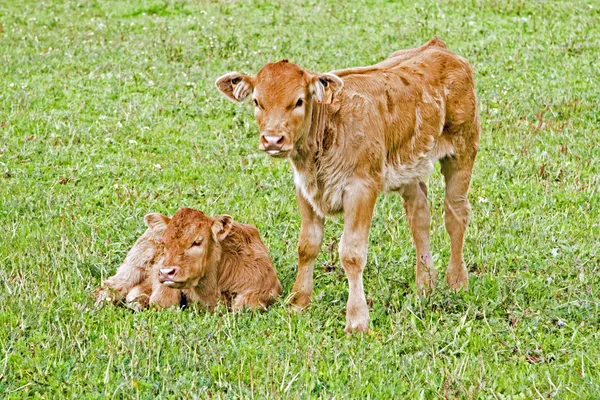 ᐈ Calves stock images, Royalty Free calves photos pictures | download ...