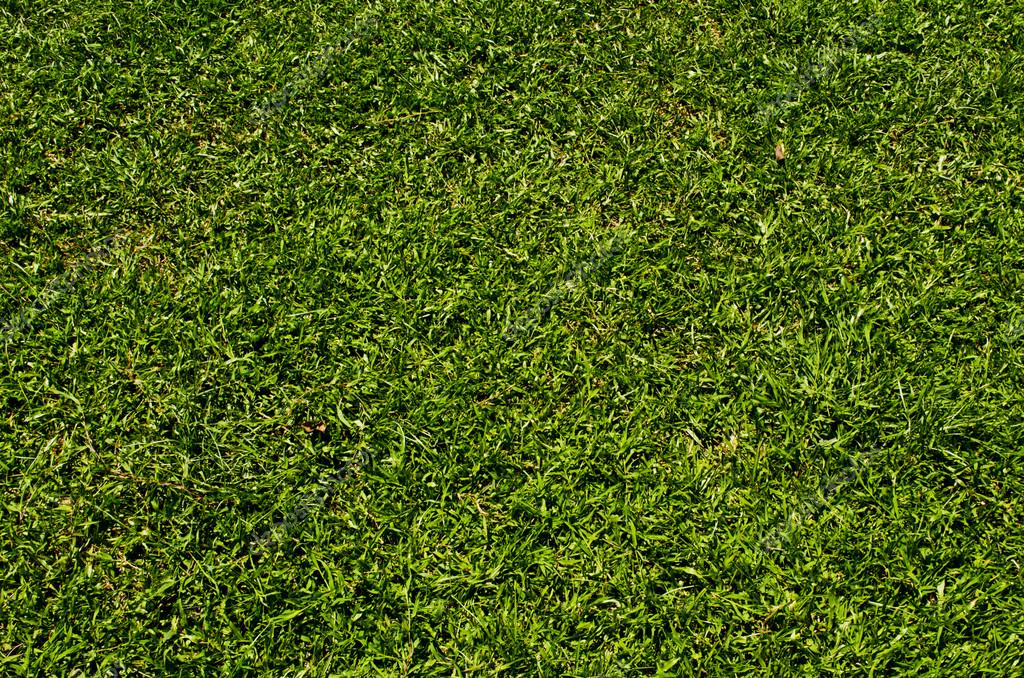 Textura de hierba verde — Foto de stock © nattapol #31245049