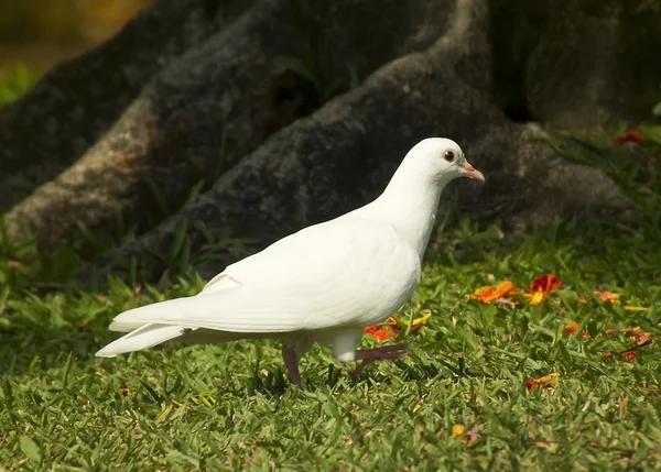 24,084,651 imagens de Pomba branca sem royalties | Depositphotos