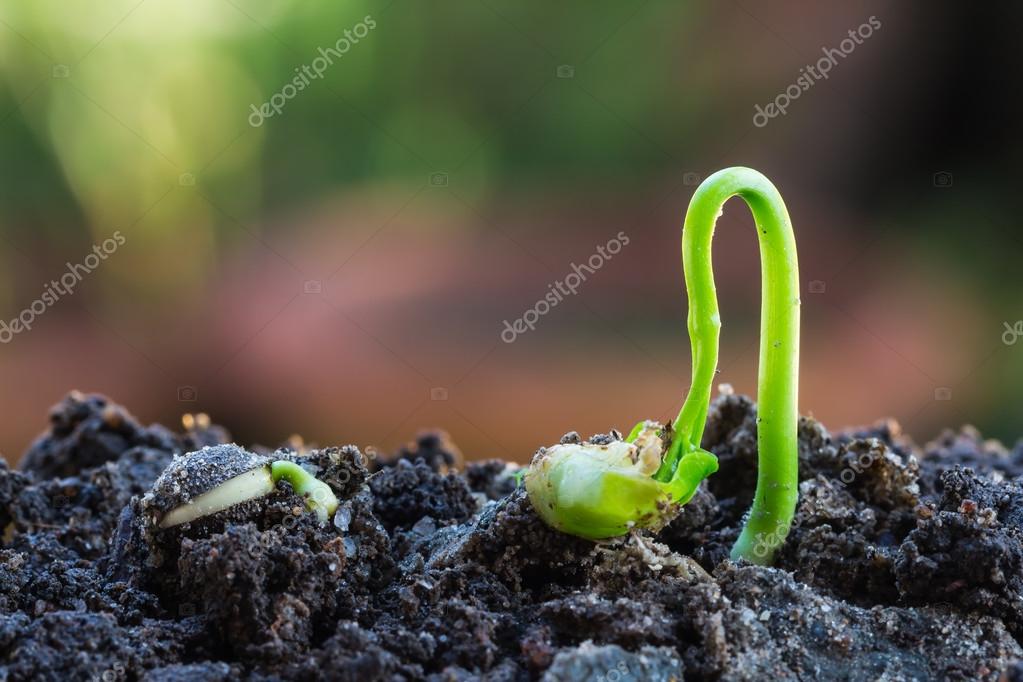 Brote verde — Foto de stock #31961733 © teptong