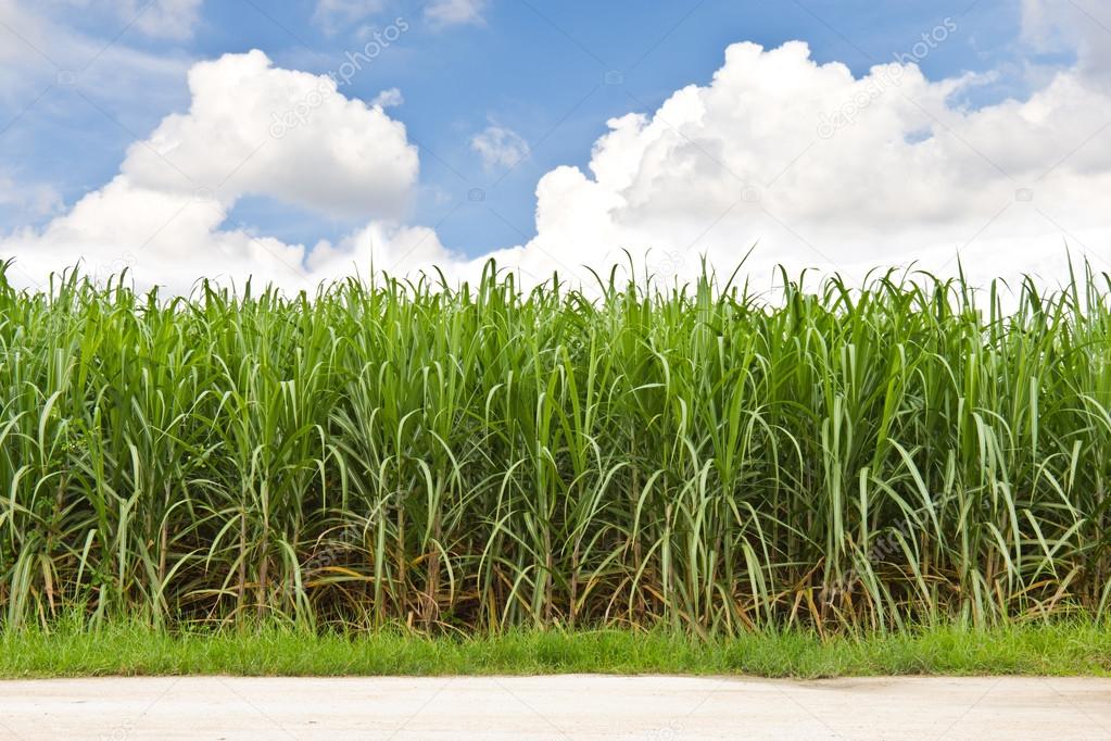 Sugar Cane Field Hd