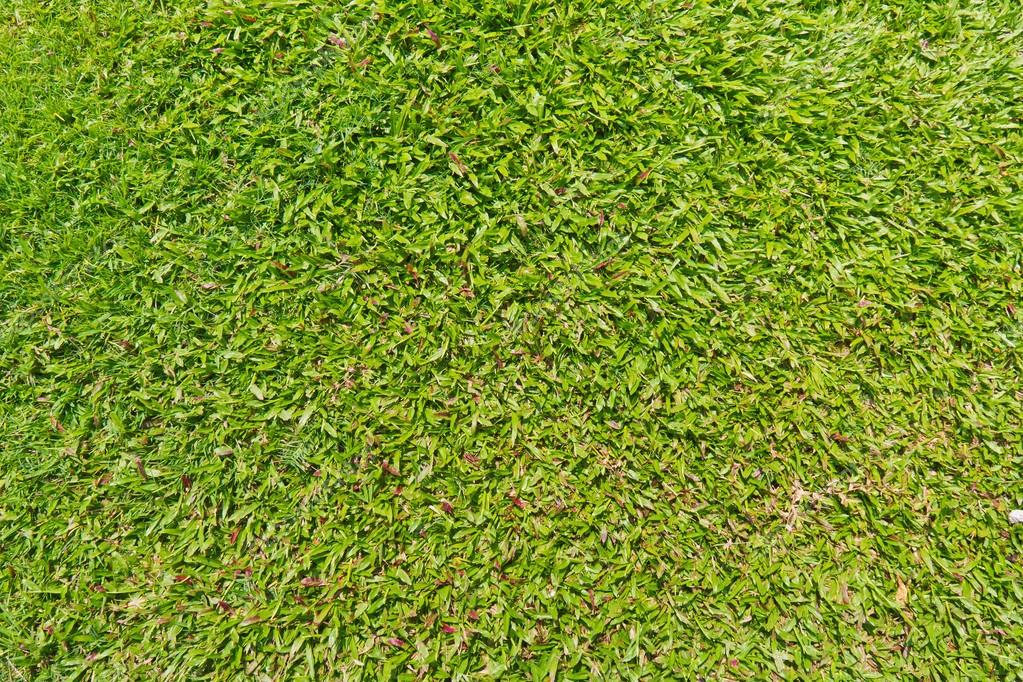 Relva natural ao ar livre — Fotografias de Stock © teptong #37403375