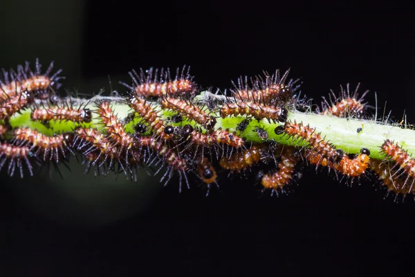 Fire caterpillars Stock Photos, Royalty Free Fire caterpillars Images ...