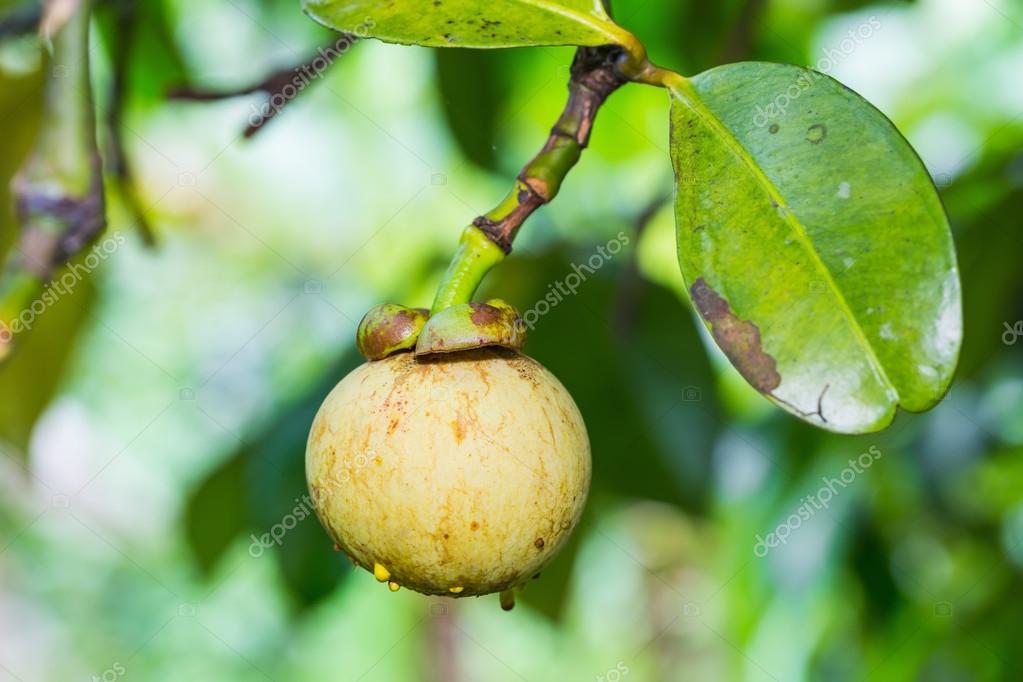 Mangostin Fruta