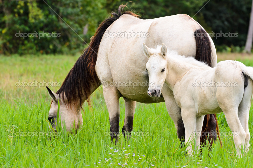 yegua caballo blanco y potro en un gras 2024