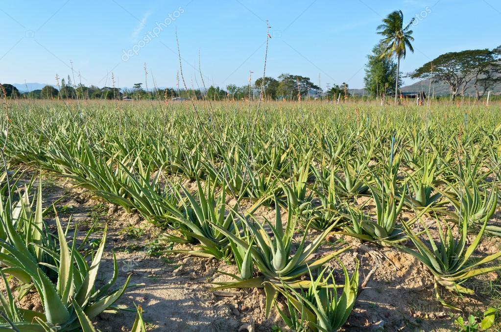 Aloe vera plantatio — Stock Photo © yongkiet #36029073