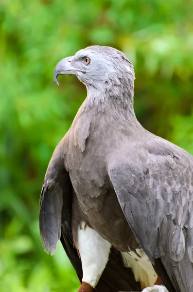 Fish eagle Stock Photos, Royalty Free Fish eagle Images | Depositphotos