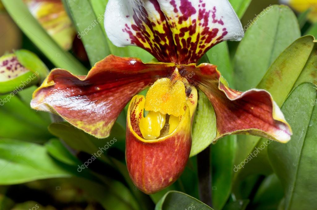 Rare Exotic Flowers
