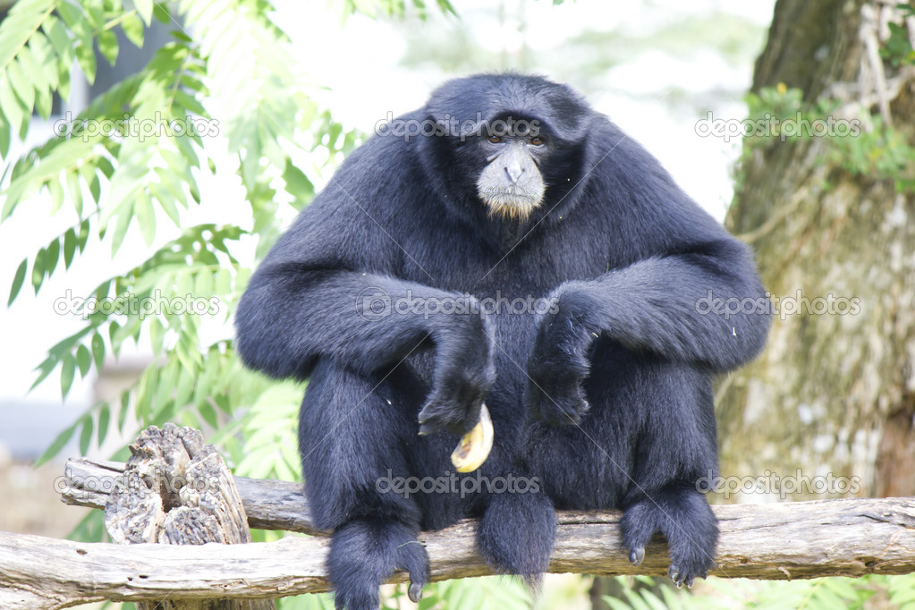 Siamang Gibbon — Stock Photo © singkamc #18017791