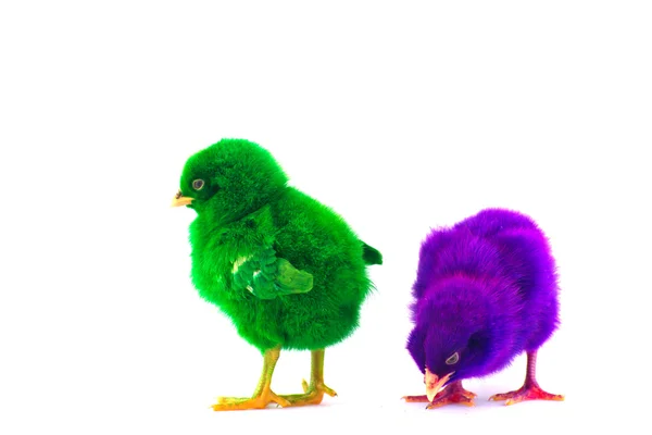 Pollitos de color fotos de stock, imágenes de Pollitos de color sin ...