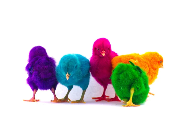 Pollitos de color fotos de stock, imágenes de Pollitos de color sin ...